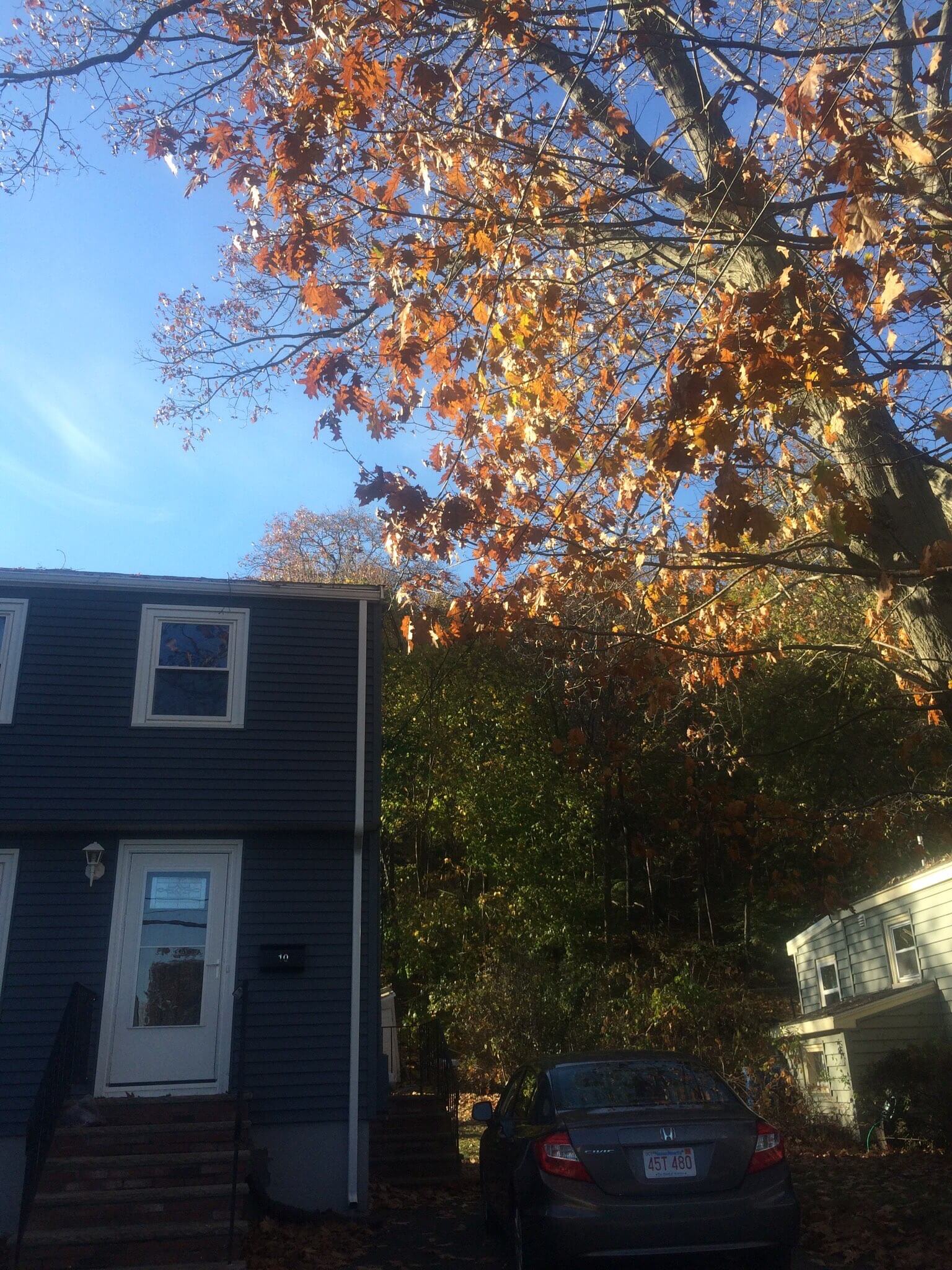 House and wire clearance tree trimming in Malden, MA | Middlesex Tree ...